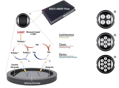 Analytical Validation of an Ultrasensitive Neuroinjury Multiplex Assay ...